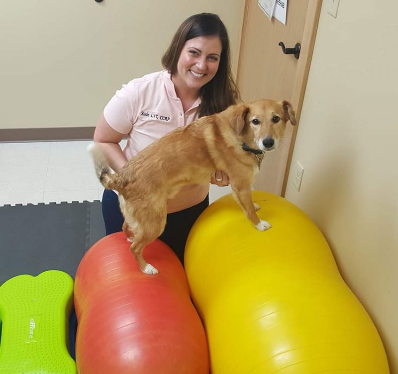 Rehabilitation - Vet in Syracuse | Stack Veterinary Hospital