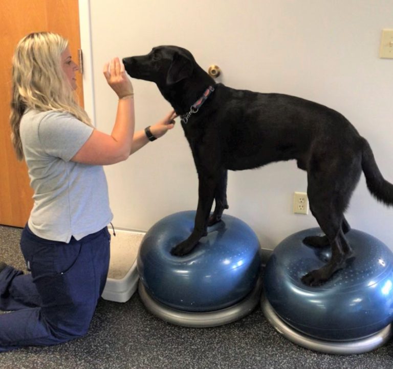 Rehabilitation - Vet in Syracuse | Stack Veterinary Hospital