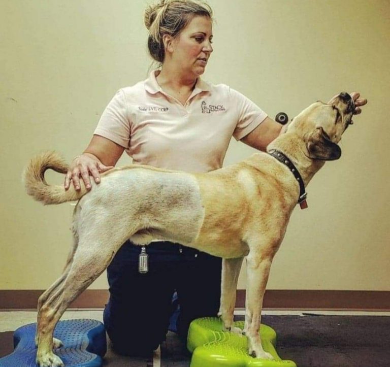 Rehabilitation - Vet in Syracuse | Stack Veterinary Hospital