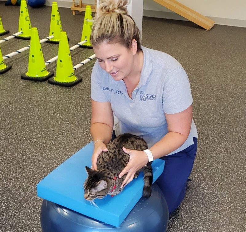 Rehabilitation - Vet in Syracuse | Stack Veterinary Hospital