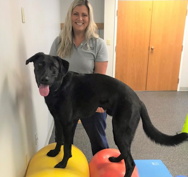 Rehabilitation - Vet in Syracuse | Stack Veterinary Hospital