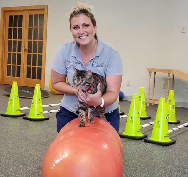 Rehabilitation - Vet in Syracuse | Stack Veterinary Hospital