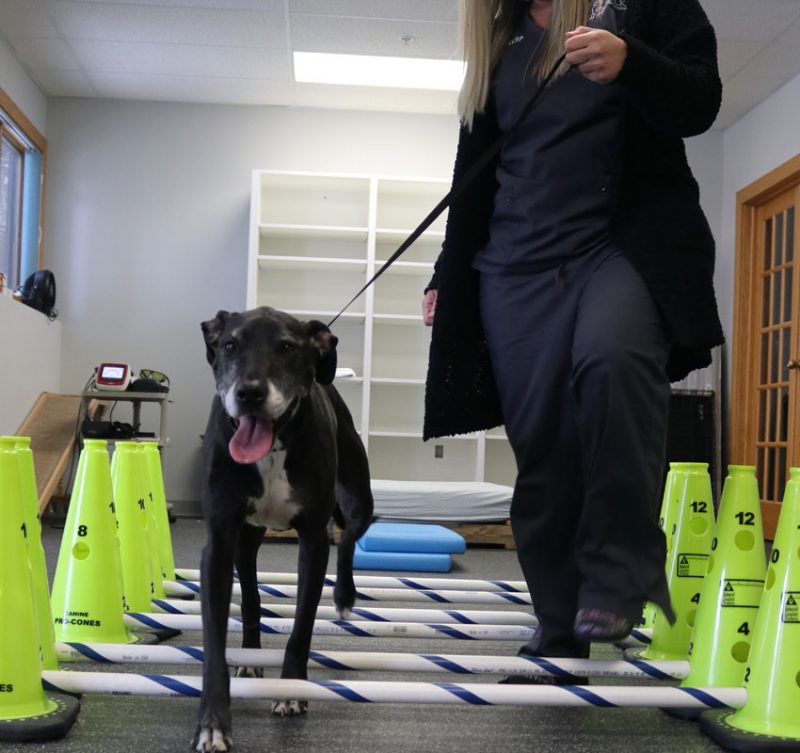 Canine Rehab in Syracuse, Stack Veterinary Hospital
