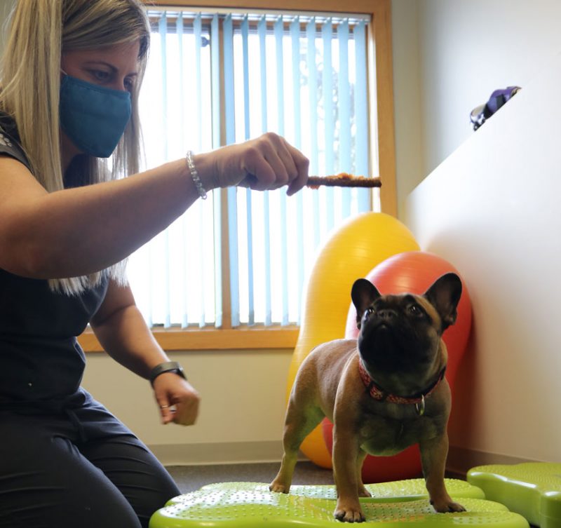 Rehabilitation - Vet in Syracuse | Stack Veterinary Hospital