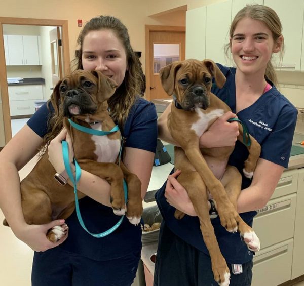 Careers - Vet in Syracuse | Stack Veterinary Hospital