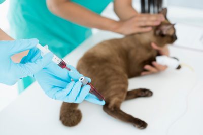 Understanding Your Pet’s Blood Work - Stack Veterinary Hospital