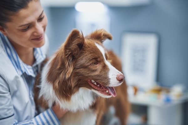 Recognizing and Managing Kennel Cough in Dogs - Stack Veterinary Hospital
