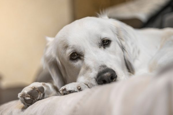 A Pet Owner’s Guide to Canine Anemia: Symptoms, Causes, and Care ...