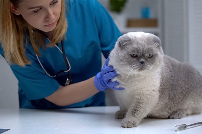 Recognizing Feline Heart Disease: Early Warning Signs and Effective ...