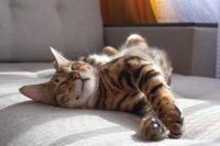 Understanding Seizures in Cats: Causes, Symptoms, and How to Help ...